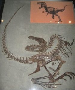The Dinosaur Death Pose | Genesis Park
