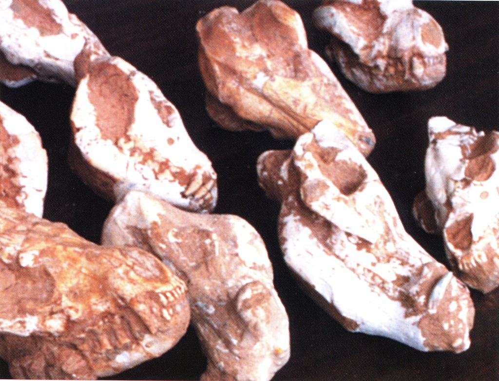 Fossil Graveyards | Genesis Park